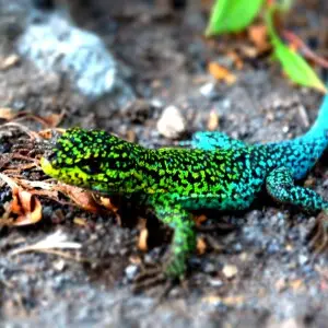 Liolaemus tenuis - факти, дієта, ареал і фотографії на Animalia.bio