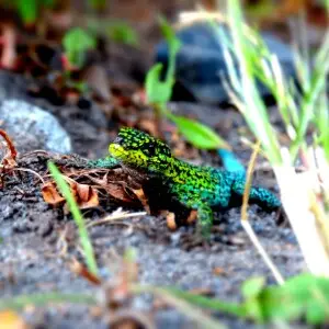 Liolaemus tenuis - факти, дієта, ареал і фотографії на Animalia.bio