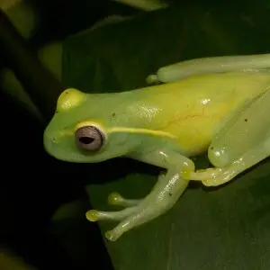 La Loma tree frog - Facts, Diet, Habitat & Pictures on Animalia.bio