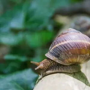 Helix lucorum - Facts, Diet, Habitat & Pictures on Animalia.bio