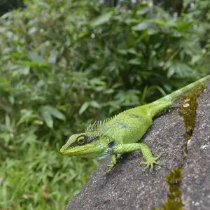Calotes grandisquamis - Facts, Diet, Habitat & Pictures on Animalia.bio