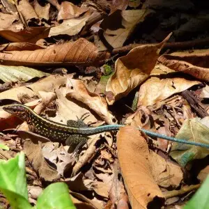 Holcosus festivus - Facts, Diet, Habitat & Pictures on Animalia.bio