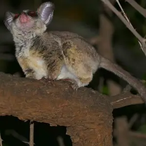 Mohol bushbaby - Facts, Diet, Habitat & Pictures on Animalia.bio