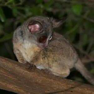 Mohol bushbaby - Facts, Diet, Habitat & Pictures on Animalia.bio