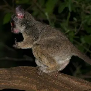 Mohol bushbaby - Facts, Diet, Habitat & Pictures on Animalia.bio