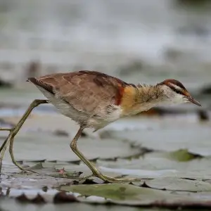 Lesser jacana - Facts, Diet, Habitat & Pictures on Animalia.bio