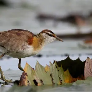 Lesser jacana - Facts, Diet, Habitat & Pictures on Animalia.bio
