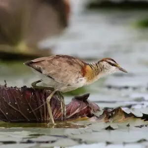 Lesser jacana - Facts, Diet, Habitat & Pictures on Animalia.bio