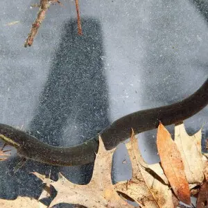 Lesser siren - Facts, Diet, Habitat & Pictures on Animalia.bio