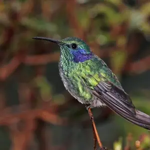 Lesser violetear - Facts, Diet, Habitat & Pictures on Animalia.bio