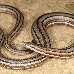 Burton's legless lizard - Facts, Diet, Habitat & Pictures on Animalia.bio
