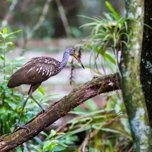 Limpkin - Facts, Diet, Habitat & Pictures on Animalia.bio