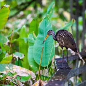 Limpkin - Facts, Diet, Habitat & Pictures on Animalia.bio
