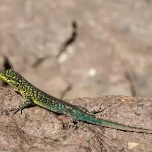 Liolaemus tenuis - факти, дієта, ареал і фотографії на Animalia.bio