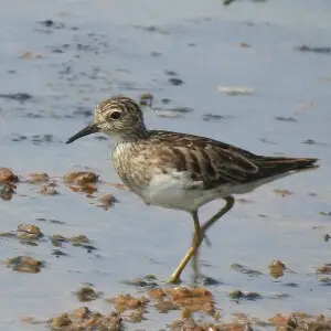 Long-toed stint - Facts, Diet, Habitat & Pictures on Animalia.bio
