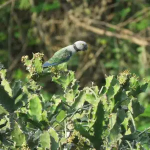 Blue-winged parakeet - Facts, Diet, Habitat & Pictures on Animalia.bio
