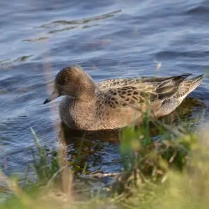 Eurasian wigeon - Facts, Diet, Habitat & Pictures on Animalia.bio