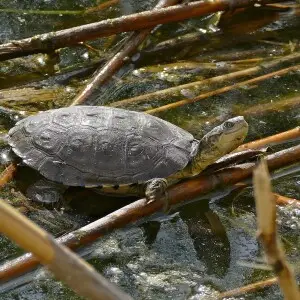 African helmeted turtle - Facts, Diet, Habitat & Pictures on Animalia.bio