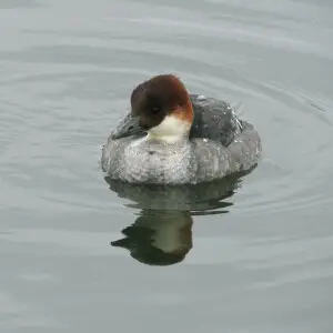 Smew - Facts, Diet, Habitat & Pictures on Animalia.bio