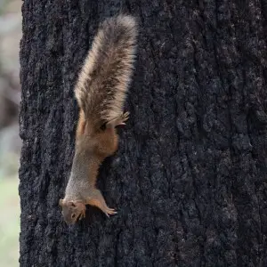 Mexican fox squirrel - Facts, Diet, Habitat & Pictures on Animalia.bio