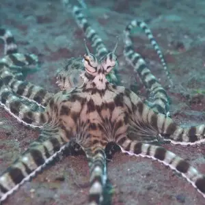 Mimic octopus - Facts, Diet, Habitat & Pictures on Animalia.bio