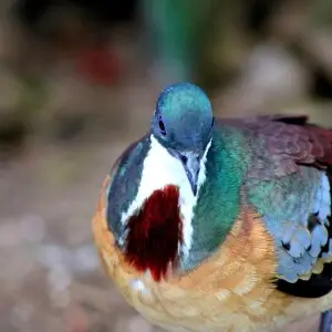 Mindanao bleeding-heart - Facts, Diet, Habitat & Pictures on Animalia.bio