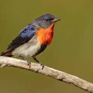 Mistletoebird - Facts, Diet, Habitat & Pictures on Animalia.bio