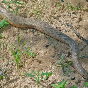 Mole snake - Facts, Diet, Habitat & Pictures on Animalia.bio