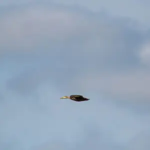 Mottled duck - Facts, Diet, Habitat & Pictures on Animalia.bio