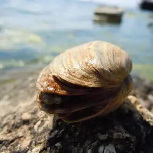 Soft-shell clam - Facts, Diet, Habitat & Pictures on Animalia.bio
