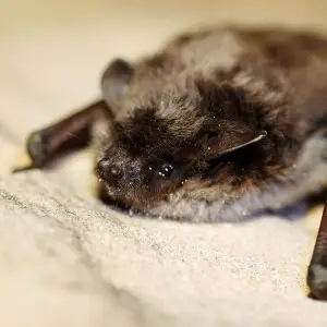 Pond bat - Facts, Diet, Habitat & Pictures on Animalia.bio