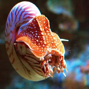 Chambered nautilus - Facts, Diet, Habitat & Pictures on Animalia.bio