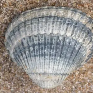 Common cockle - Facts, Diet, Habitat & Pictures on Animalia.bio