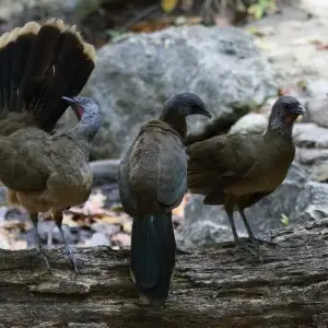 Plain chachalaca - Facts, Diet, Habitat & Pictures on Animalia.bio