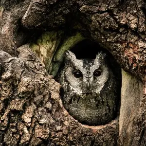 Collared scops owl - Facts, Diet, Habitat & Pictures on Animalia.bio
