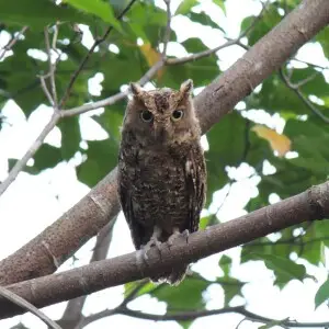 Otus manadensis - Fatti, dieta, habitat e immagini su Animalia.bio