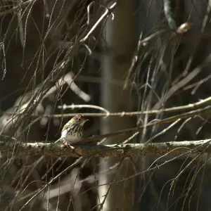 Ovenbird - Facts, Diet, Habitat & Pictures on Animalia.bio