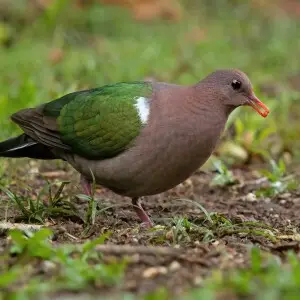 Pacific emerald dove - Facts, Diet, Habitat & Pictures on Animalia.bio