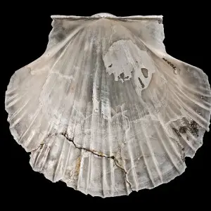 Pecten novaezelandiae - Facts, Diet, Habitat & Pictures on Animalia.bio