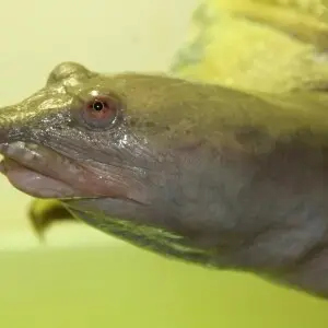 Chinese softshell turtle - Facts, Diet, Habitat & Pictures on Animalia.bio