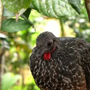 Spix's guan - Facts, Diet, Habitat & Pictures on Animalia.bio
