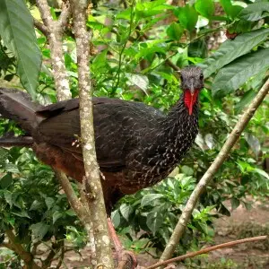 Spix's guan - Facts, Diet, Habitat & Pictures on Animalia.bio
