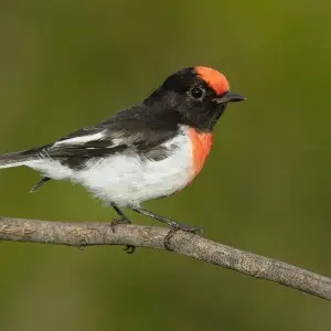 Red-capped robin - Facts, Diet, Habitat & Pictures on Animalia.bio