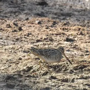Pin-tailed snipe - Facts, Diet, Habitat & Pictures on Animalia.bio
