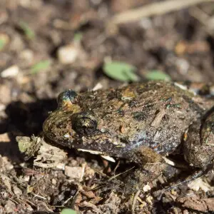 Ornate burrowing frog - Facts, Diet, Habitat & Pictures on Animalia.bio
