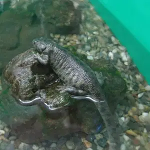 Iberian ribbed newt - Facts, Diet, Habitat & Pictures on Animalia.bio