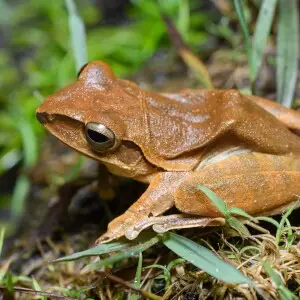 Polypedates megacephalus - факти, дієта, ареал і фотографії на Animalia.bio