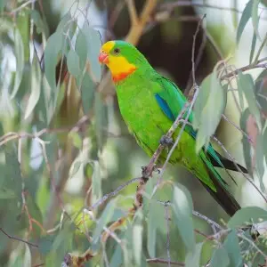 Superb parrot - Facts, Diet, Habitat & Pictures on Animalia.bio
