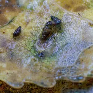 New Zealand mud snail - Facts, Diet, Habitat & Pictures on Animalia.bio