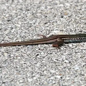 Six-lined racerunner - Facts, Diet, Habitat & Pictures on Animalia.bio